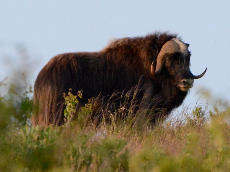 A lone musk ox in the wild. | Smithsonian Photo Contest | Smithsonian ...