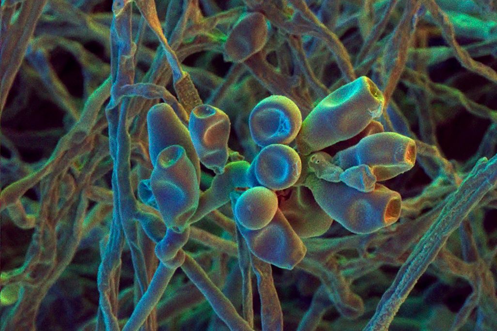 microscopic bacteria