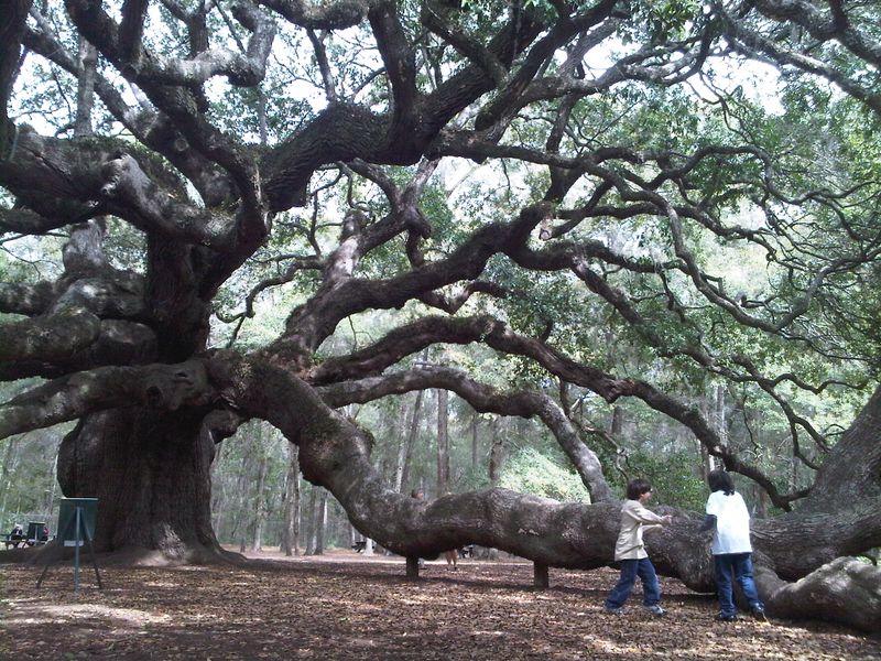 The Angel Tree Charleston, SC | Smithsonian Photo Contest | Smithsonian ...