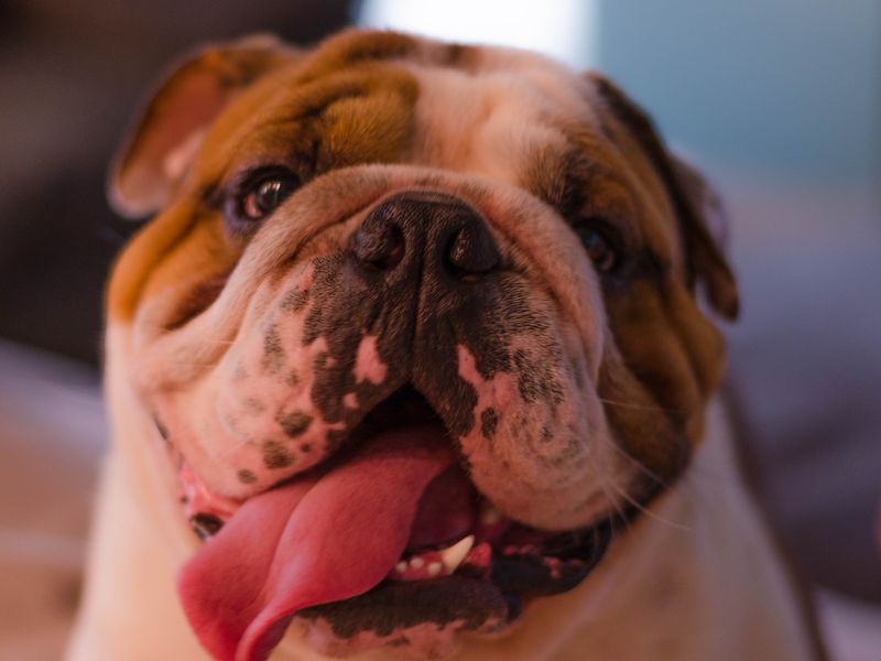 Pig the Bulldog | Smithsonian Photo Contest | Smithsonian Magazine