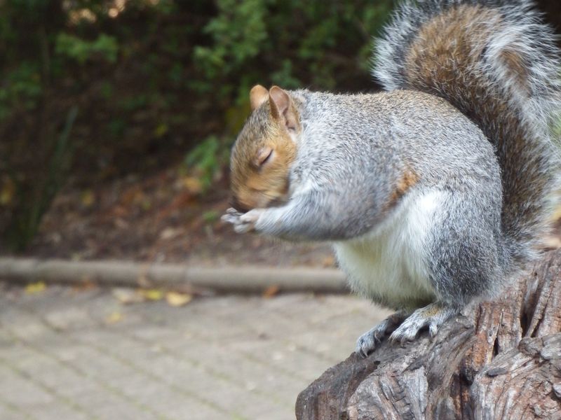 The Praying Squirrel | Smithsonian Photo Contest | Smithsonian Magazine