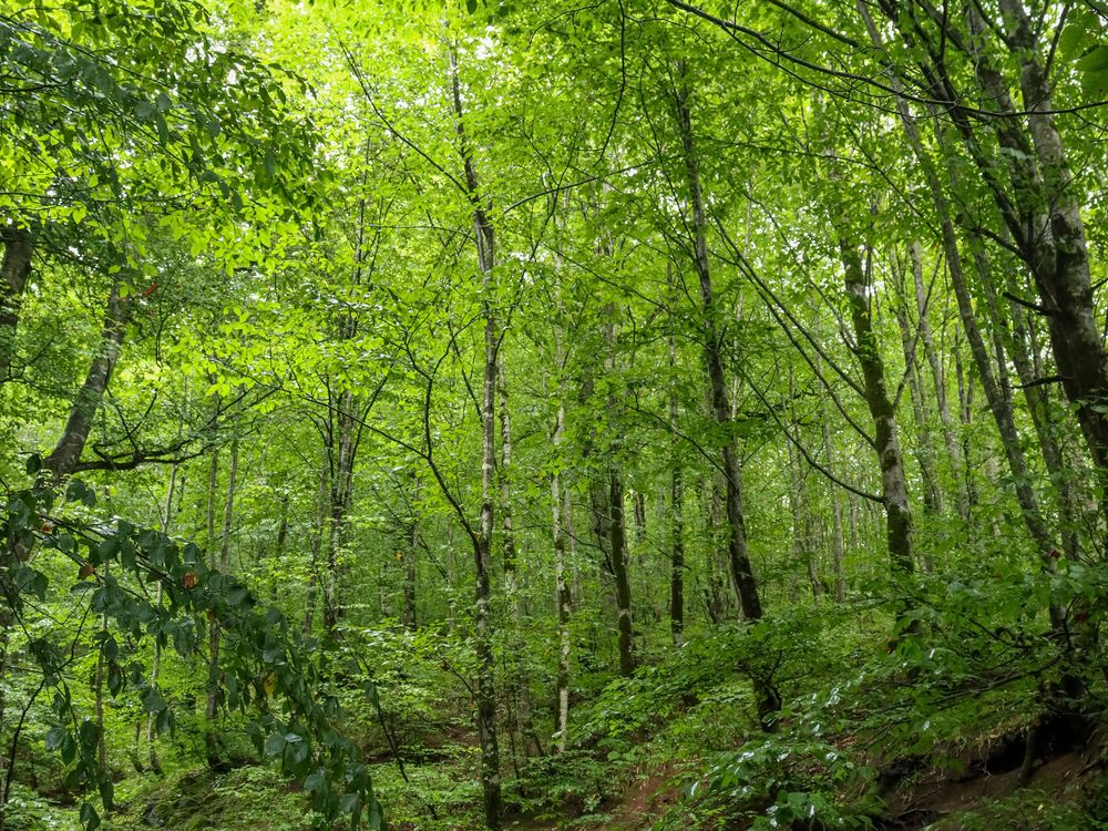 The forest of northern Iran | Smithsonian Photo Contest | Smithsonian ...