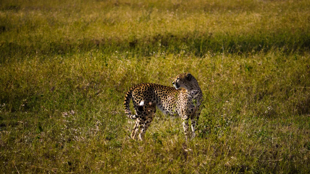 Cheetah | Smithsonian Photo Contest | Smithsonian Magazine
