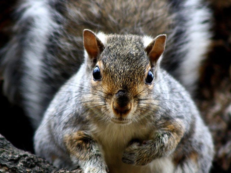 An angry squirrel who wasn't really fond of me being so close. He was ...