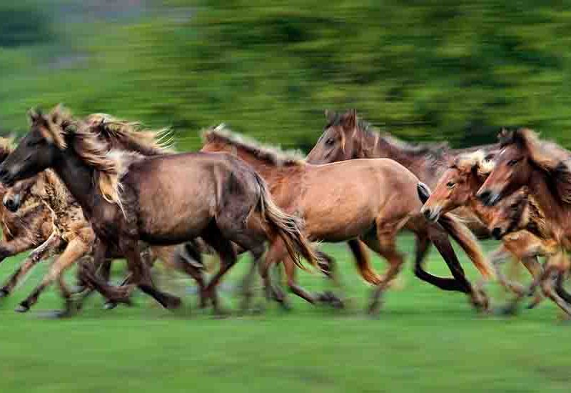 Wild Ponies at Delft Island, Sri Lanka. Nion D4, Nikon 600mm/F4, 1/40s ...