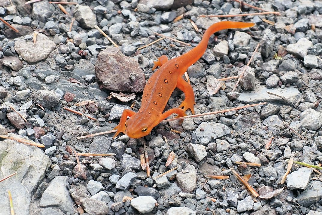 Red Eft out for a stroll | Smithsonian Photo Contest | Smithsonian Magazine