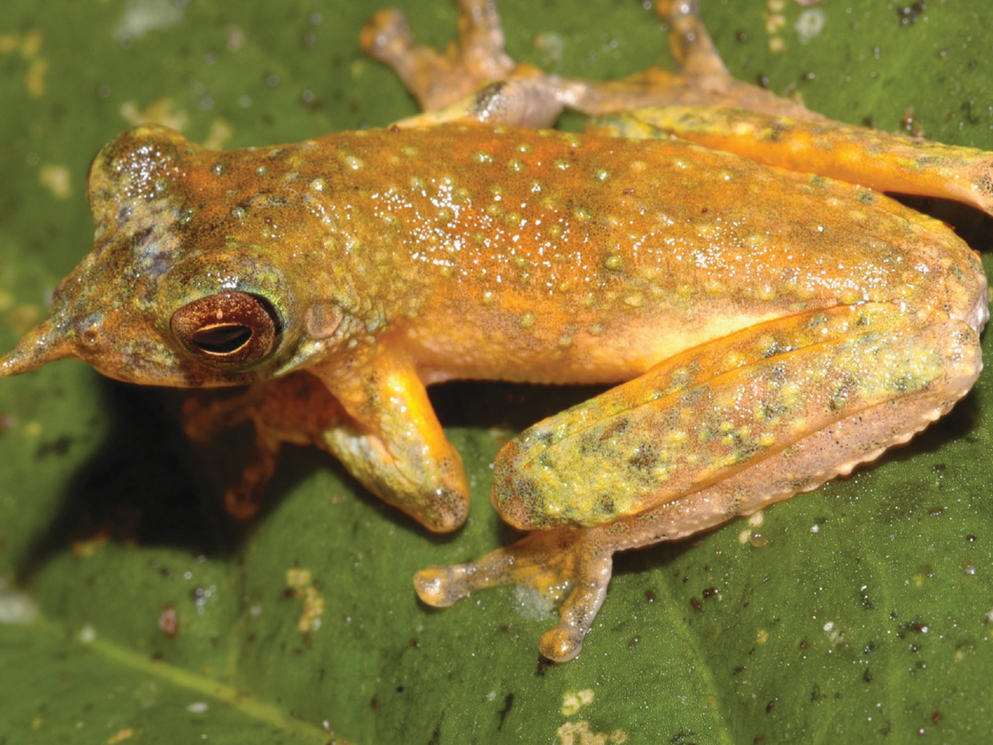 Meet the Newly Described Long-Nosed Pinocchio Frog