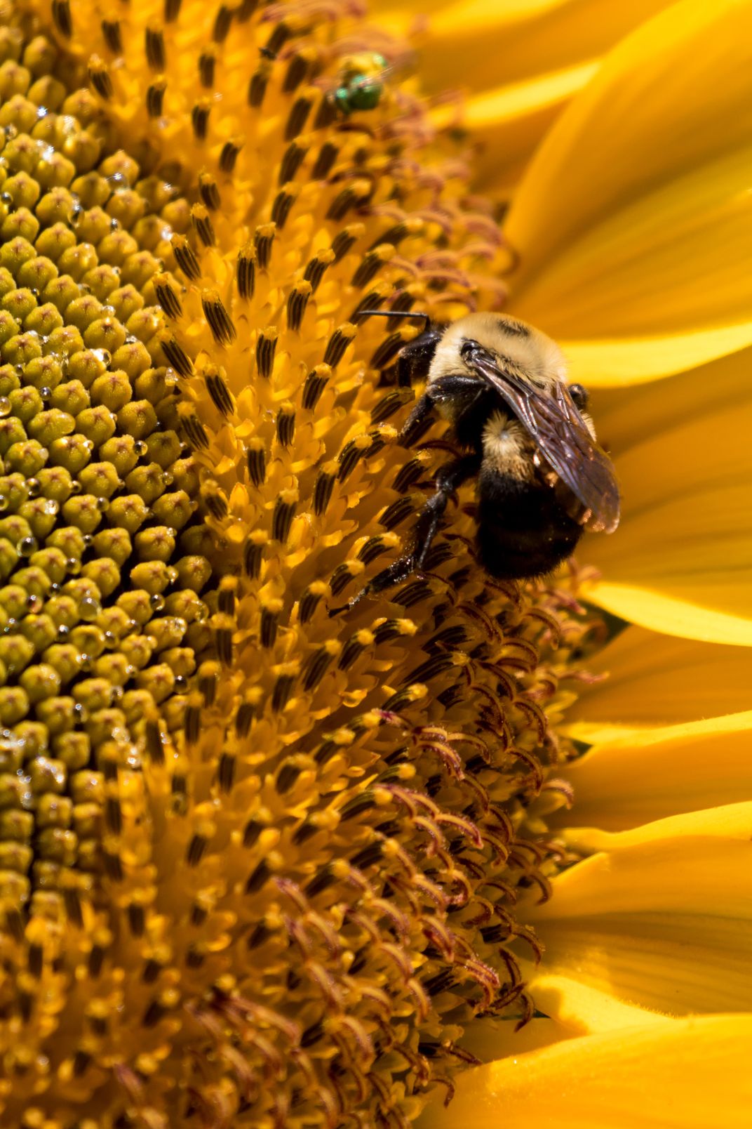Pollinating Bumblebee | Smithsonian Photo Contest | Smithsonian Magazine