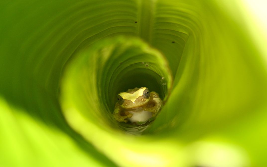 Frog in Hiding | Smithsonian Photo Contest | Smithsonian Magazine
