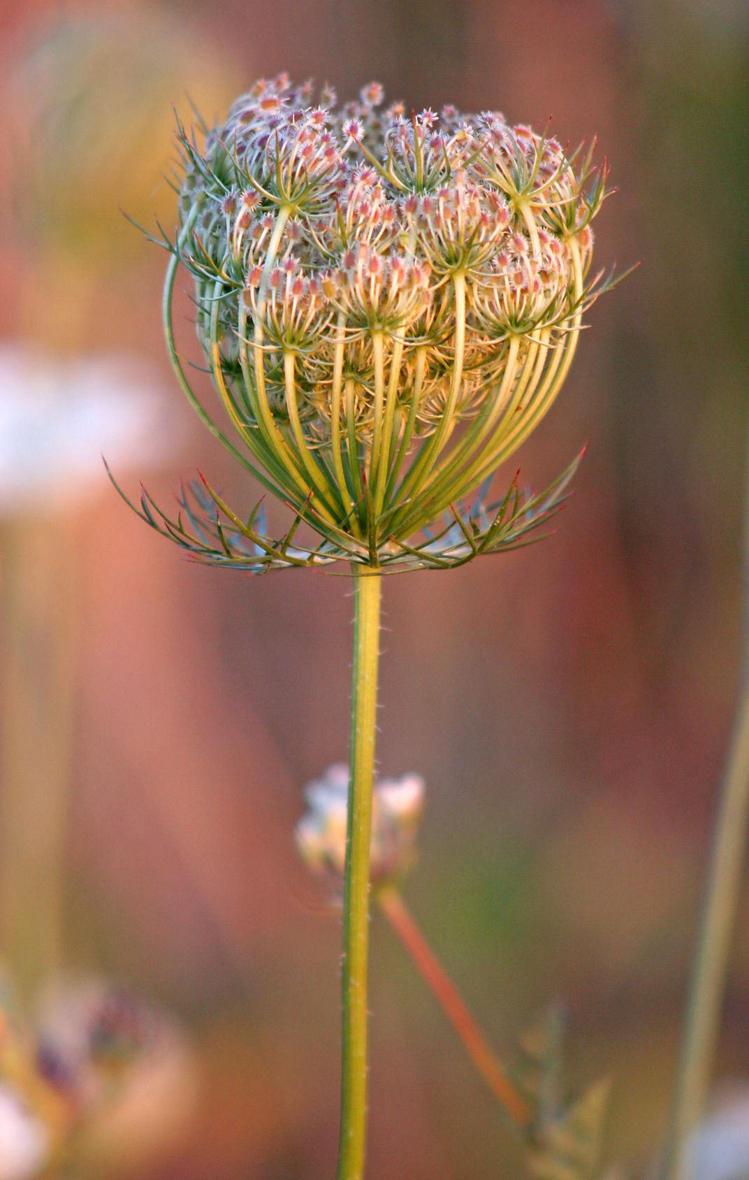 flower in the field in close-up | Smithsonian Photo Contest ...