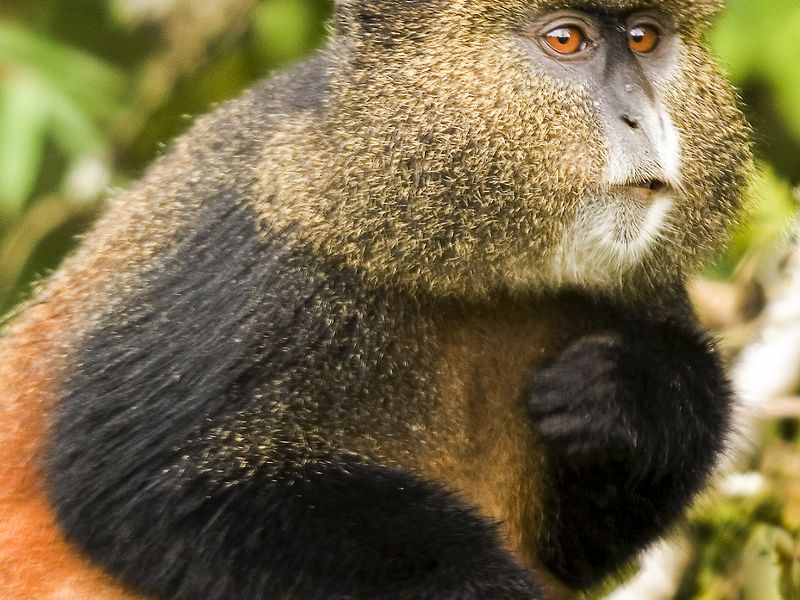 Golden Monkey | Smithsonian Photo Contest | Smithsonian Magazine