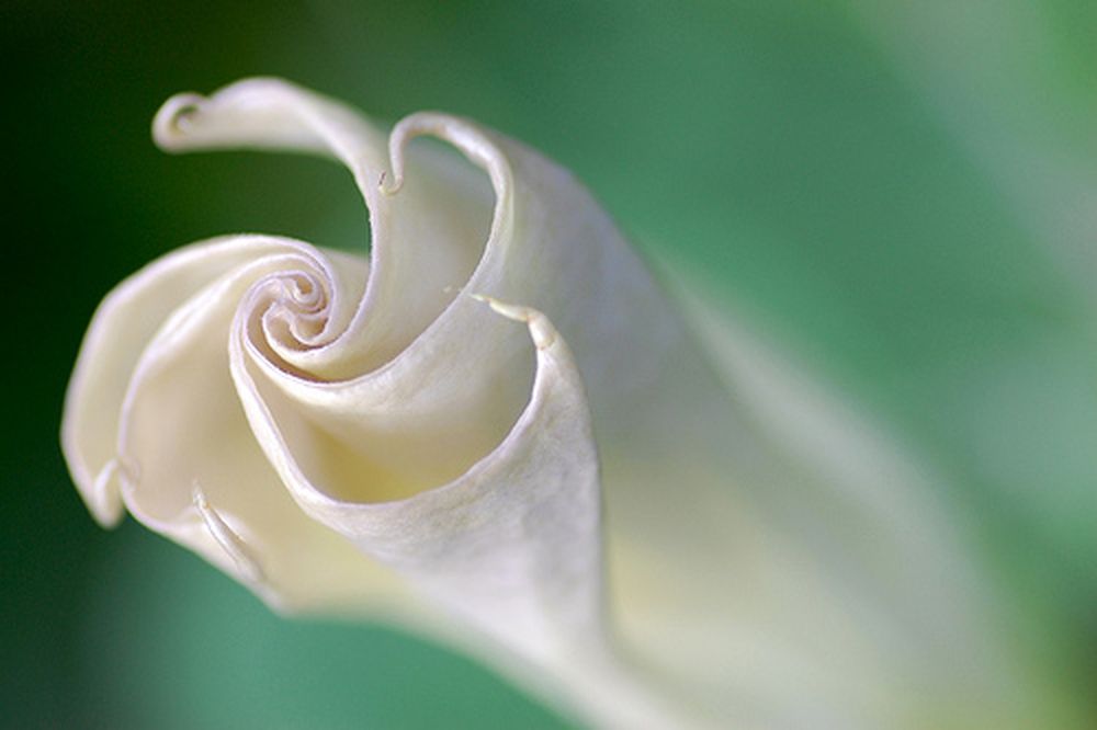 Picture of the Week--A Flower Unfolding