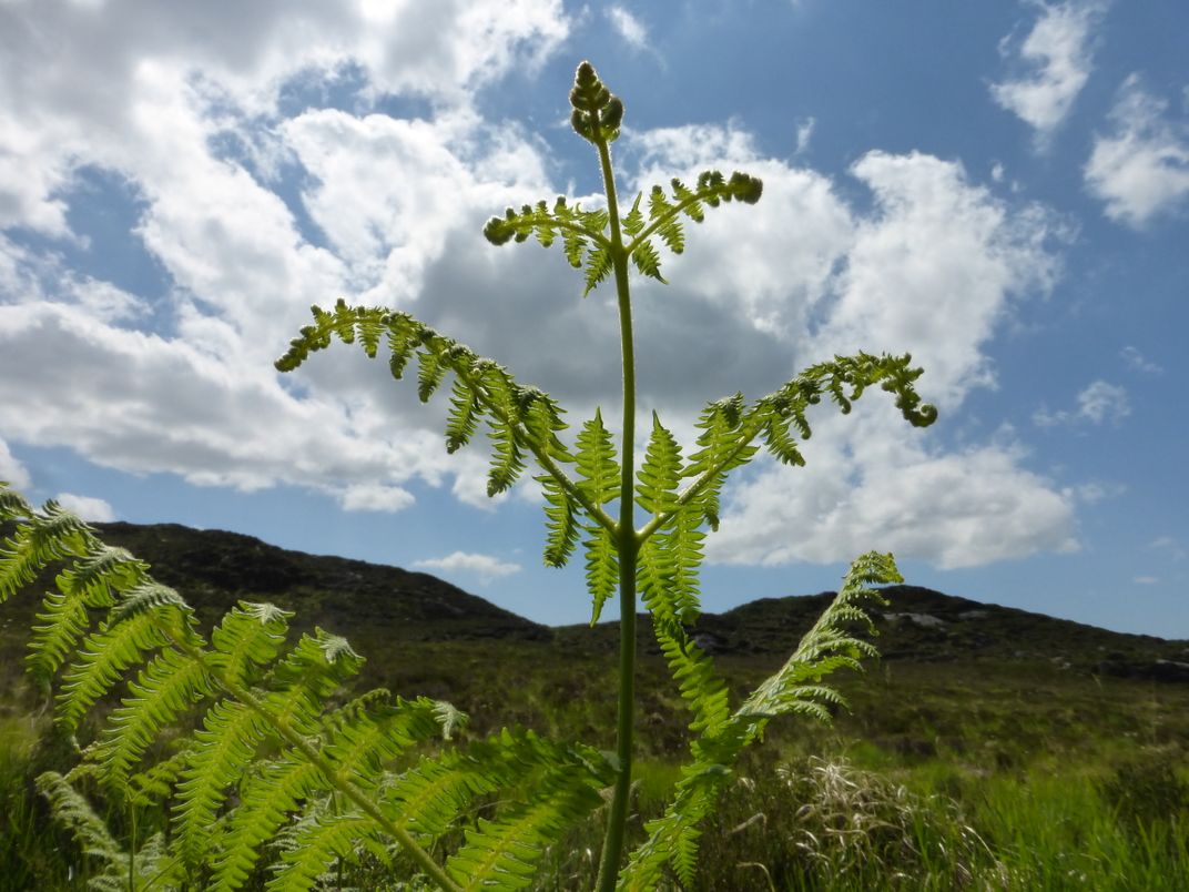 Fern in Connemara, Ireland | Smithsonian Photo Contest | Smithsonian ...