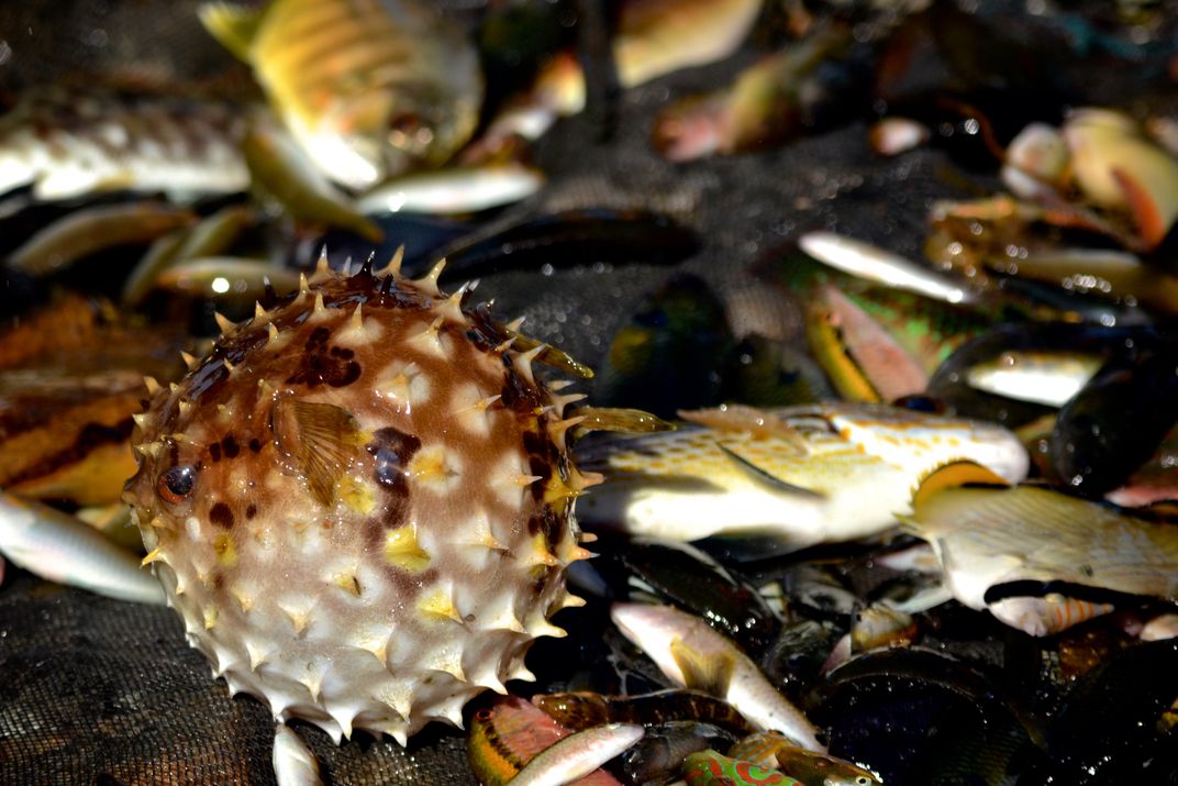 Morning Catch | Smithsonian Photo Contest | Smithsonian Magazine