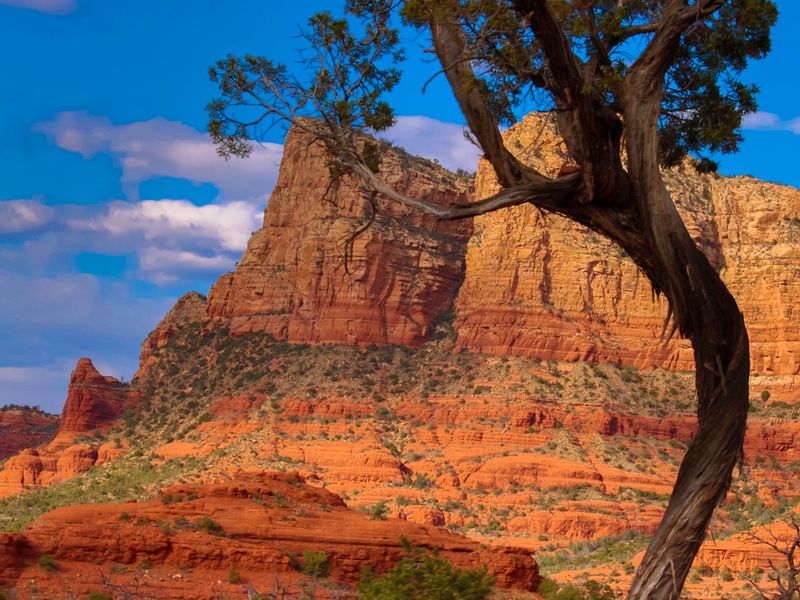 The Mystic Tree of Sedona, Az | Smithsonian Photo Contest | Smithsonian ...
