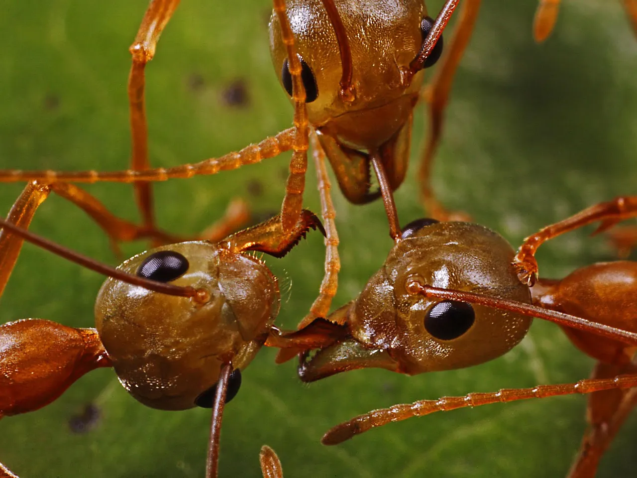 army ant attack human
