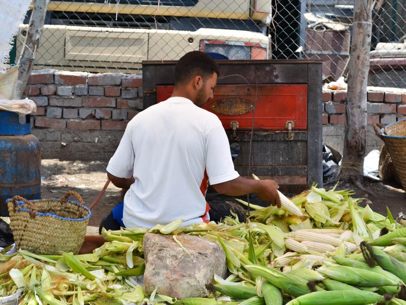 Egyptian man prepares grilled corn in a hot summer day in Egypt's ...