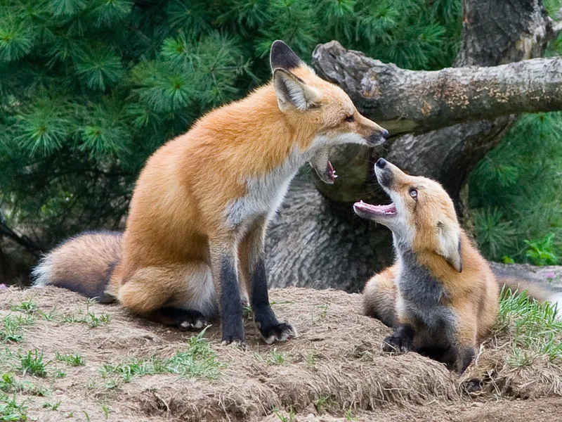 Two Foxes sharing good gossip. | Smithsonian Photo Contest ...