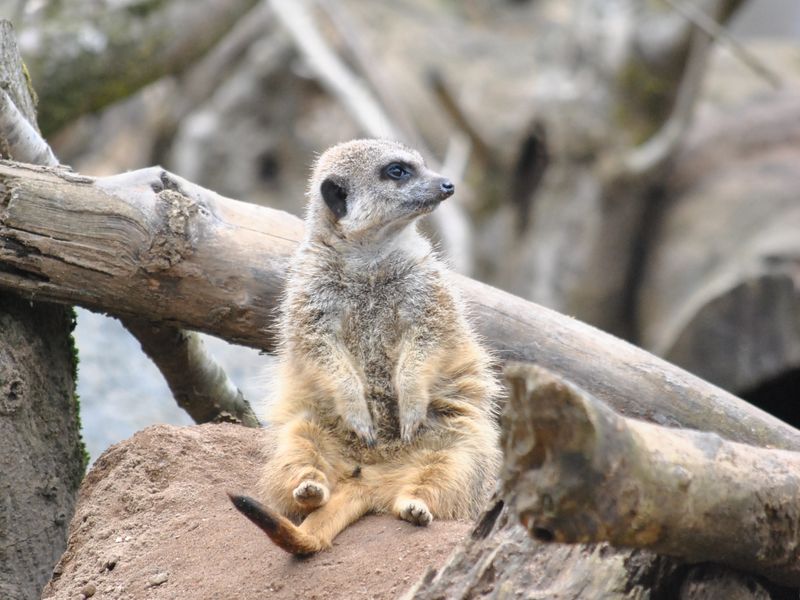 A meerkat sits comfortably in its zoo enclosure. | Smithsonian Photo ...