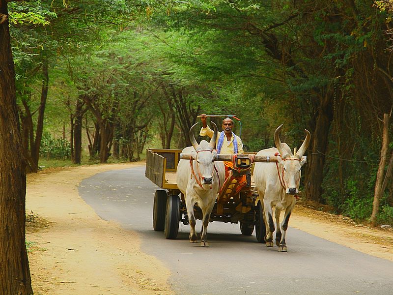 An Indian countryside | Smithsonian Photo Contest | Smithsonian Magazine