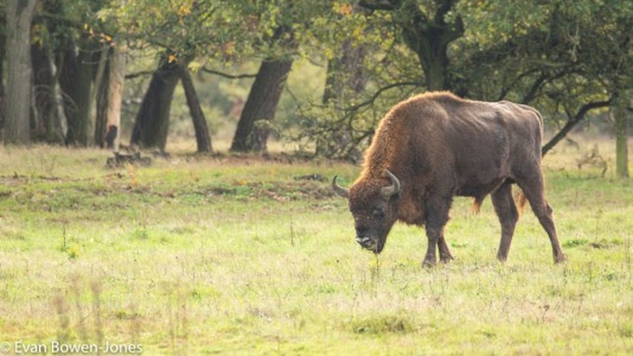 reintroducing bison uk
