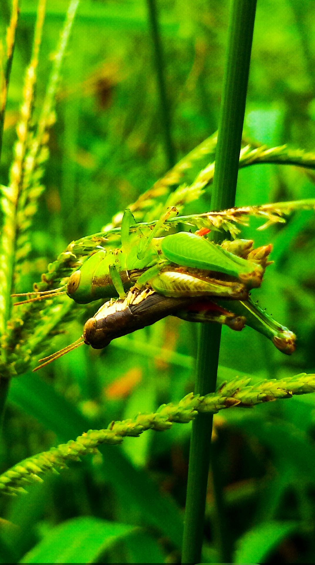 Public Display of Affection | Smithsonian Photo Contest | Smithsonian ...