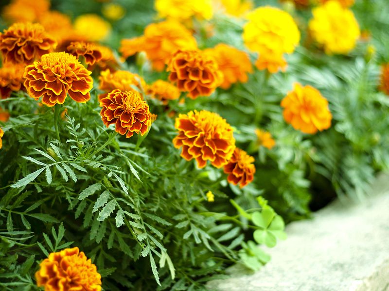 A bunch of vibrant yellow marigolds in bright light, with shallow depth ...
