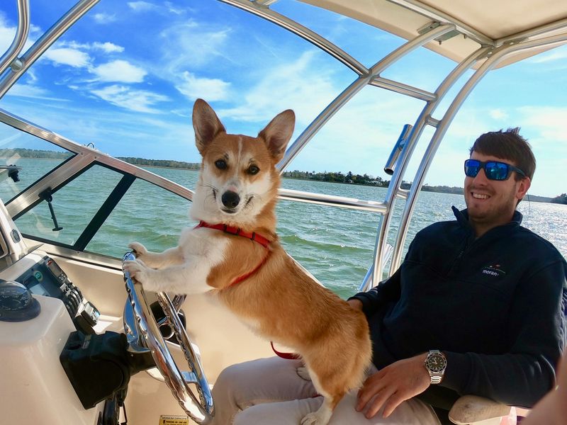 Spigot the Corgi attempting to steer a boat | Smithsonian Photo Contest ...