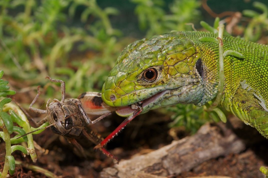 predation | Smithsonian Photo Contest | Smithsonian Magazine