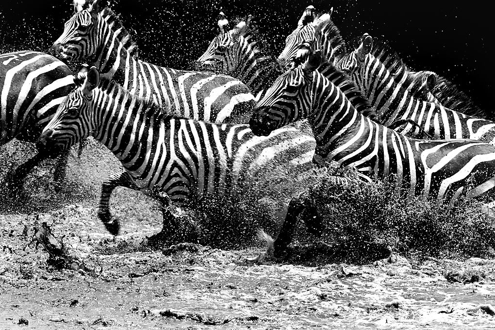 A group of zebras getting away from a crocodile's attack | Smithsonian ...