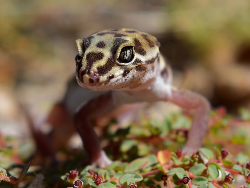 Western banded gecko | Smithsonian Photo Contest | Smithsonian Magazine