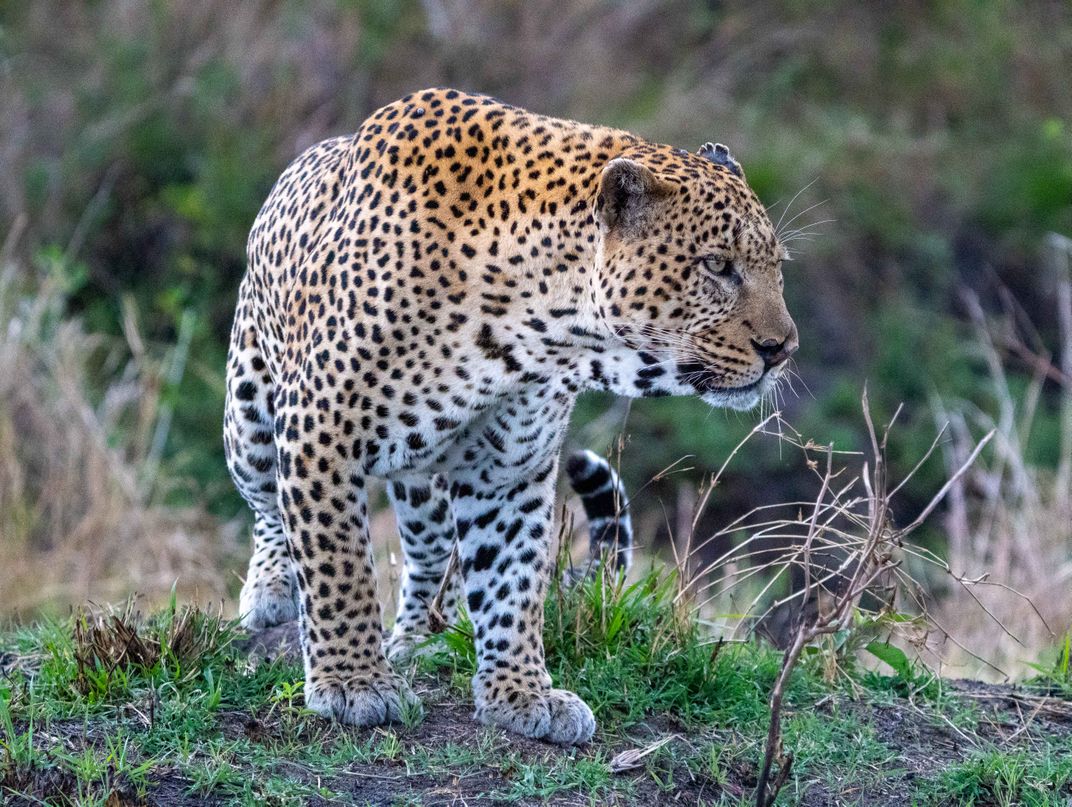 Split Nose | Smithsonian Photo Contest | Smithsonian Magazine