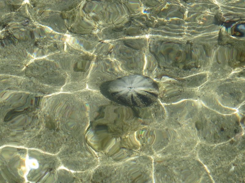 Sea Urchin while walking on the beach. | Smithsonian Photo Contest ...