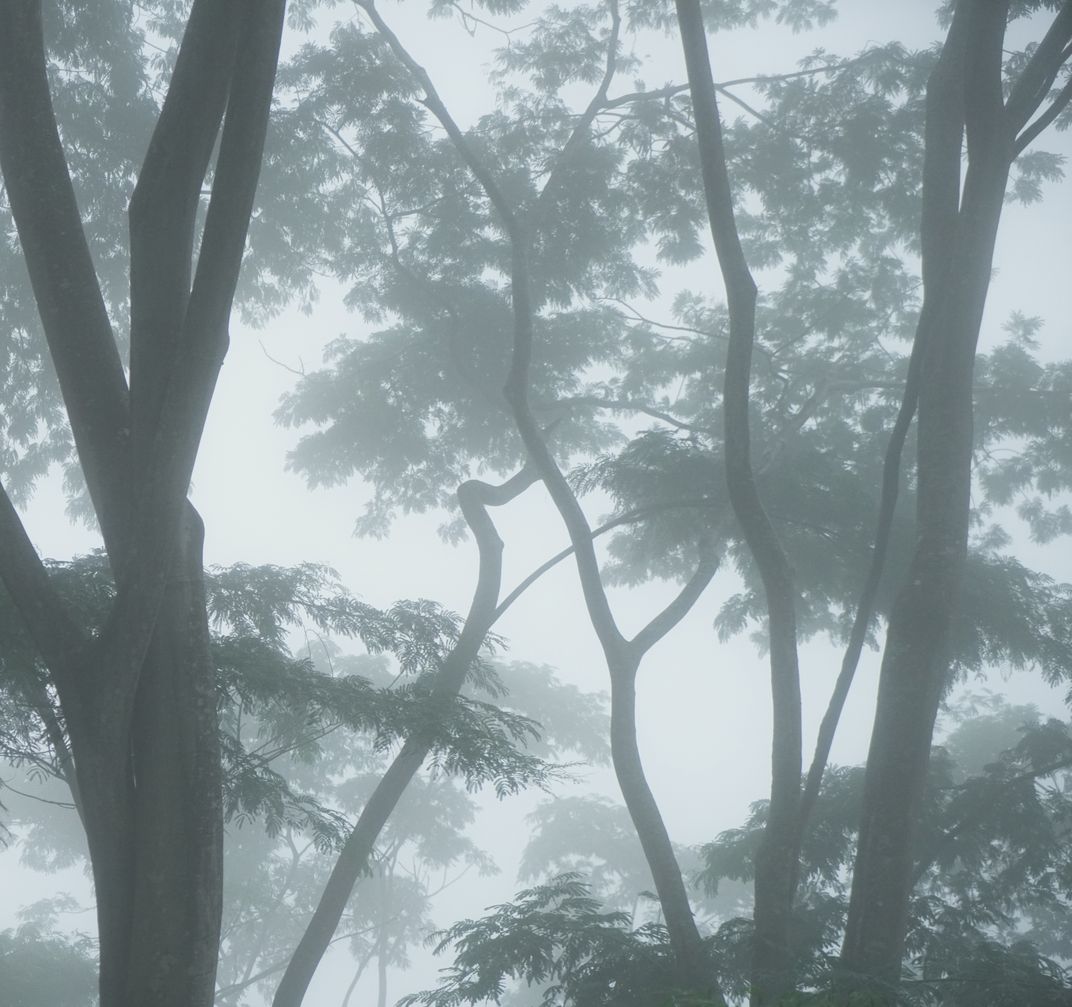 Foggy tree | Smithsonian Photo Contest | Smithsonian Magazine