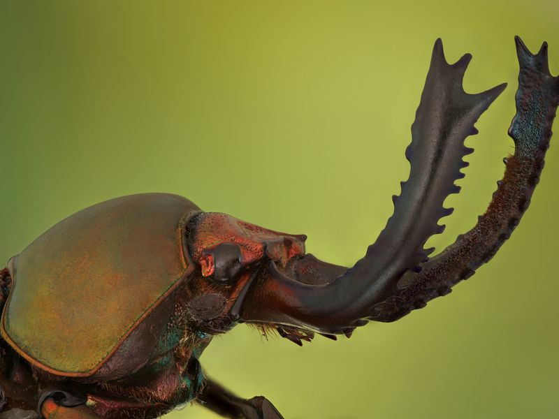 Green Stag Beetle | Smithsonian Photo Contest | Smithsonian Magazine