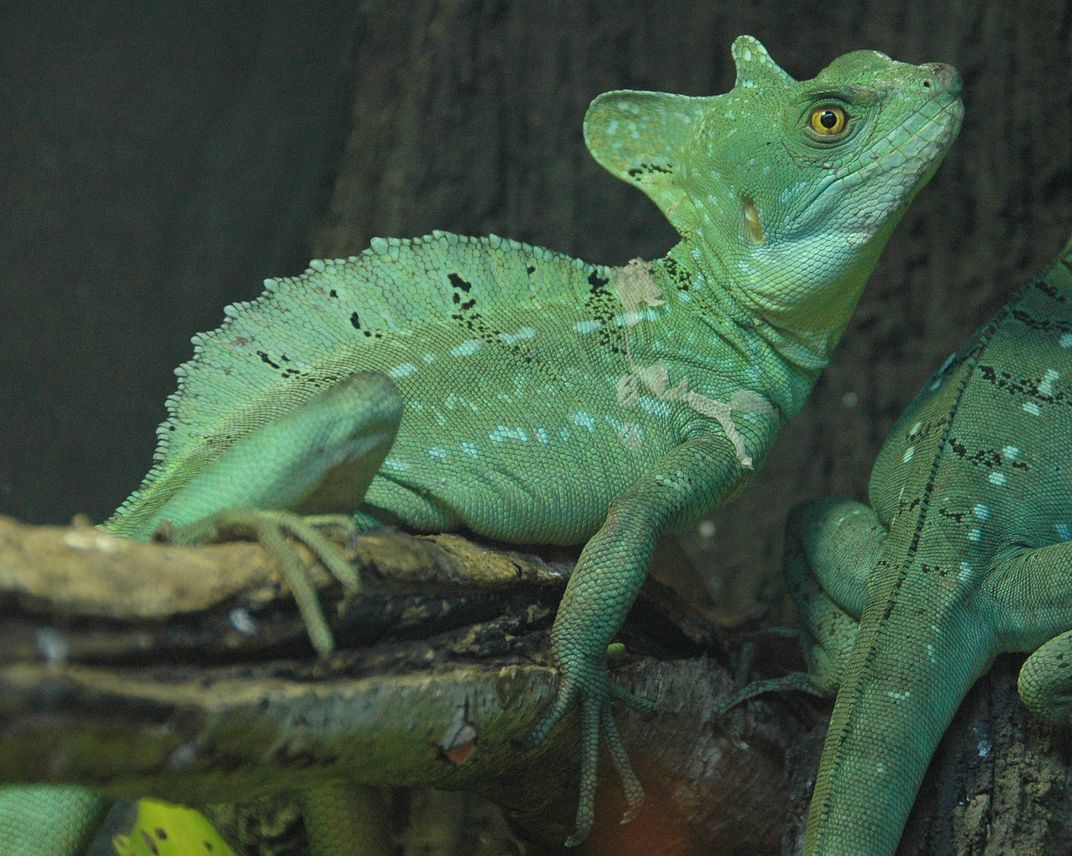 Lizard | Smithsonian Photo Contest | Smithsonian Magazine