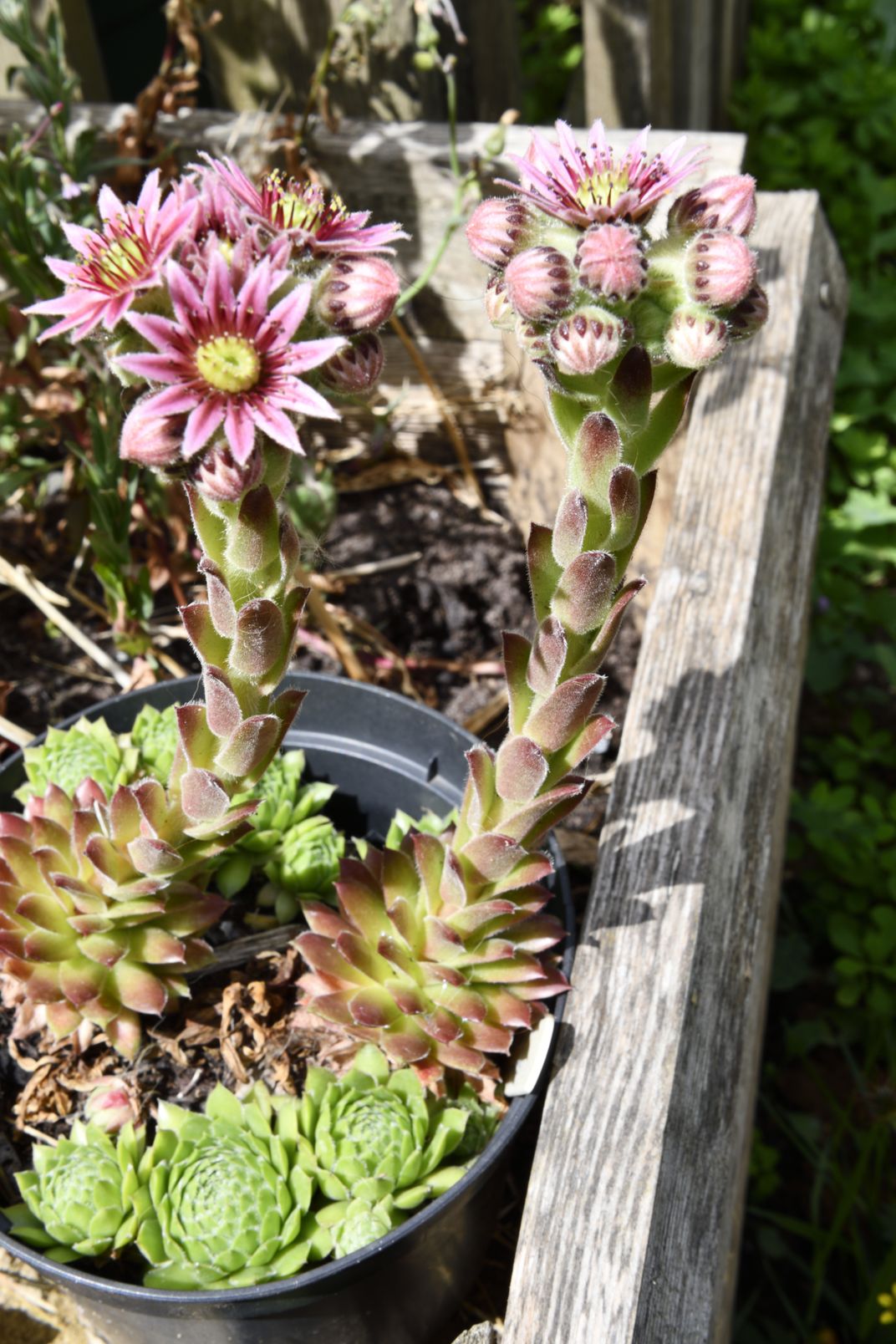 Alpine flower in my back garden | Smithsonian Photo Contest ...
