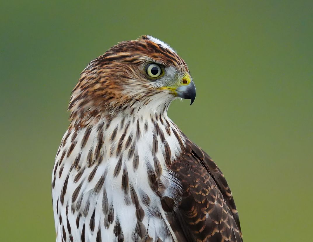 Coopers Hawk Portrait | Smithsonian Photo Contest | Smithsonian Magazine