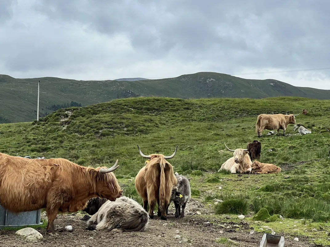 Highland Cows | Smithsonian Photo Contest | Smithsonian Magazine