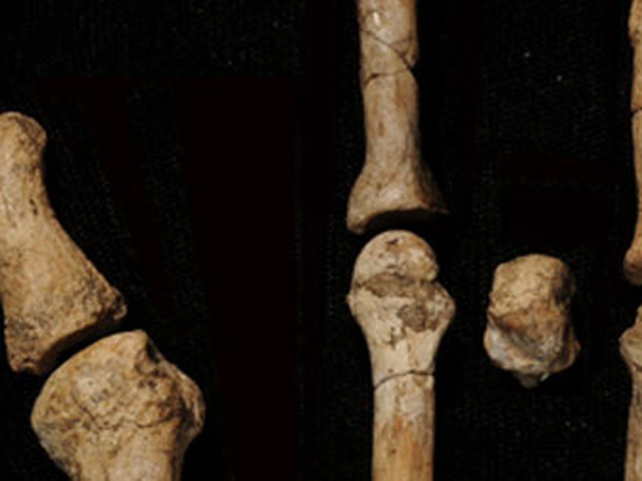 Andando Com Feras Australopitecos 236 Australopithecus Stock Photos,