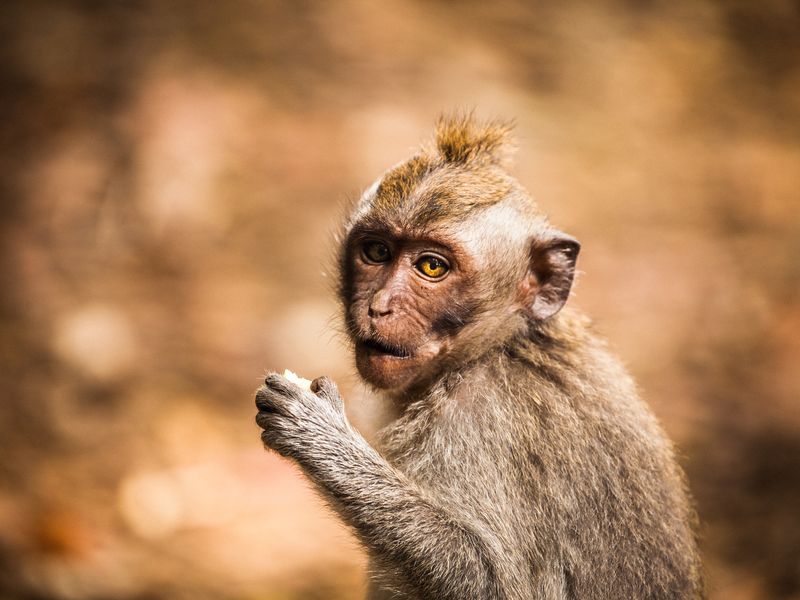 A Long-tail Monkey run away with his food | Smithsonian Photo Contest ...