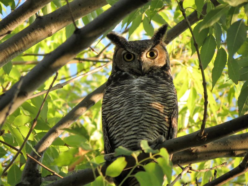 Owl in our tree! | Smithsonian Photo Contest | Smithsonian Magazine