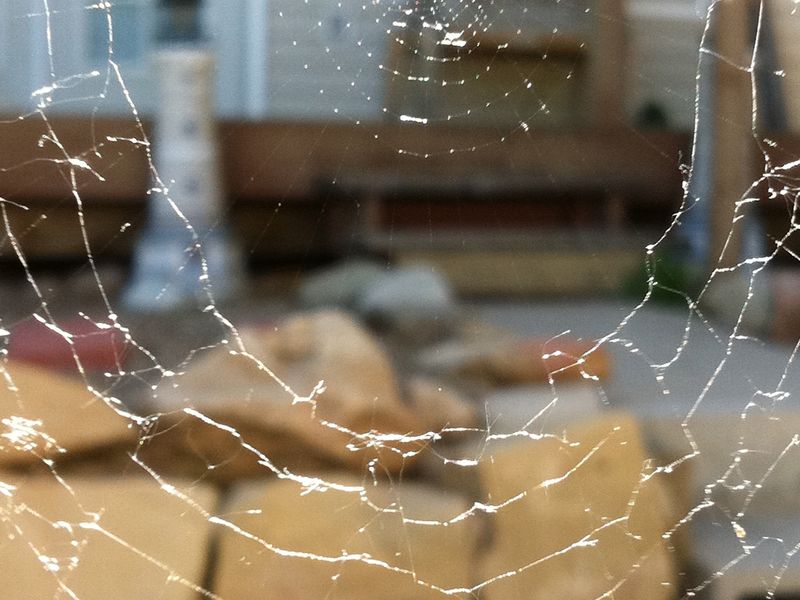 A spider web in front of the house. | Smithsonian Photo Contest ...