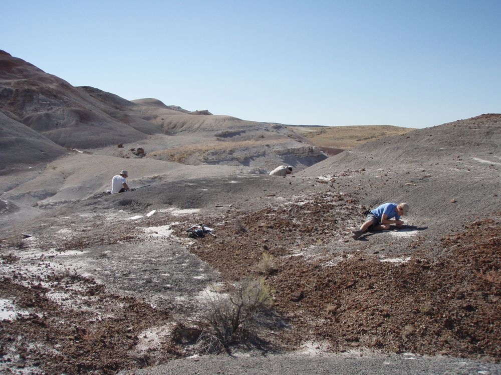 Newly Described Fossil From Wyoming Sheds Light on When Frogs and Toads ...