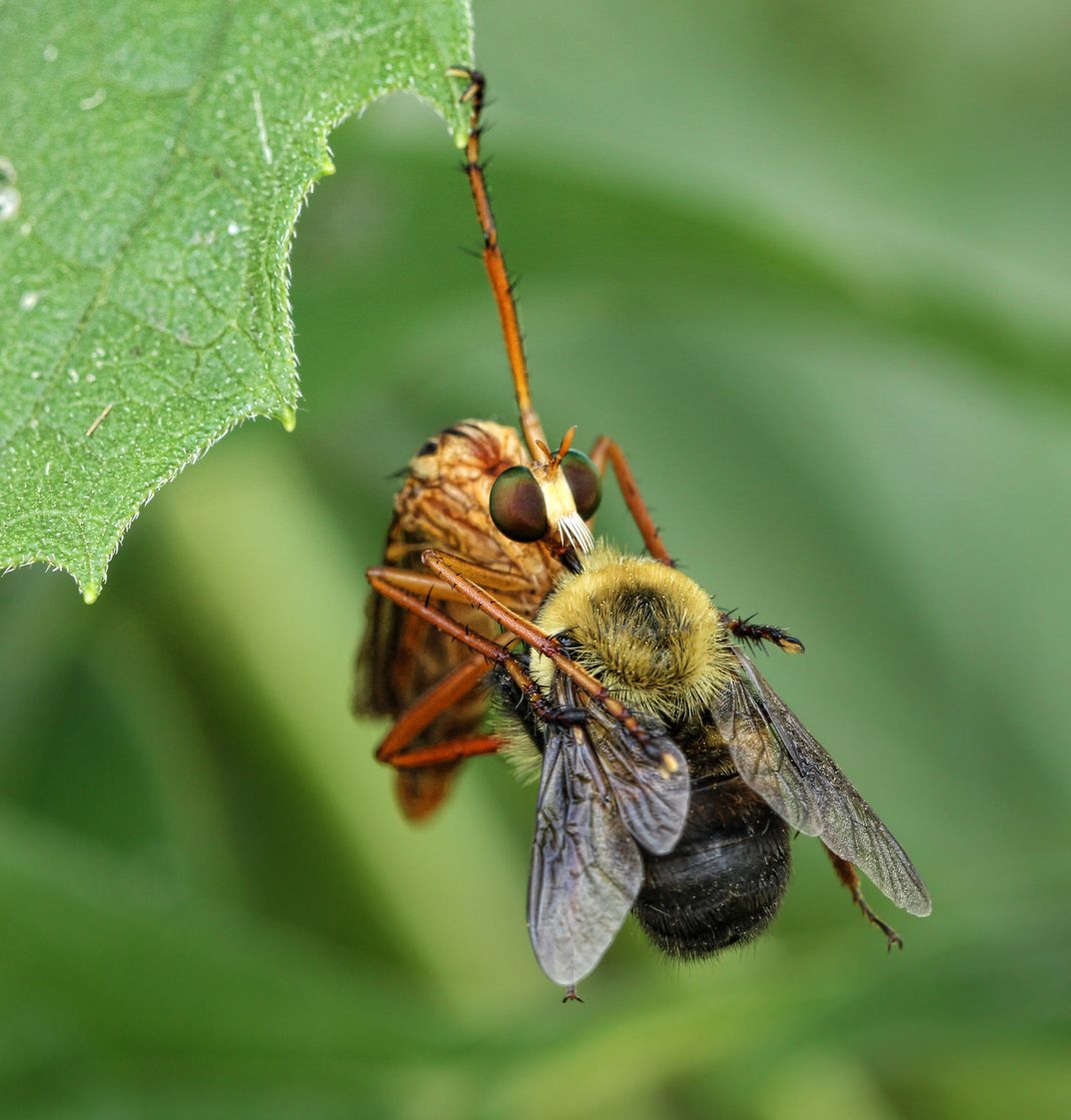 Assassin Fly with its prey (Bumble Bee) | Smithsonian Photo Contest ...