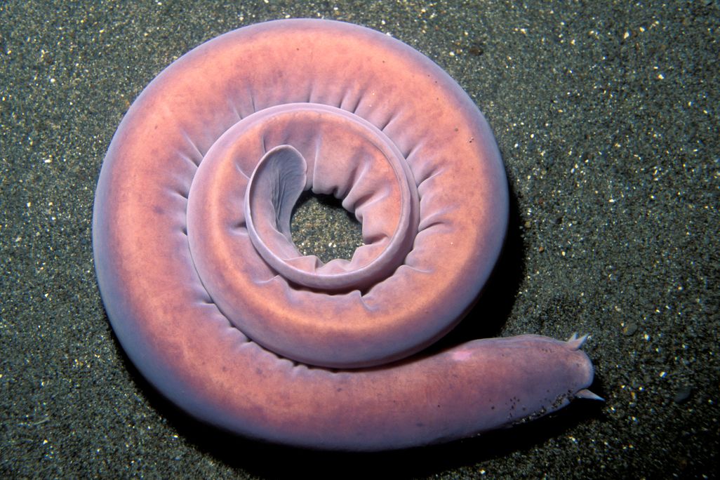 do hagfish bite
