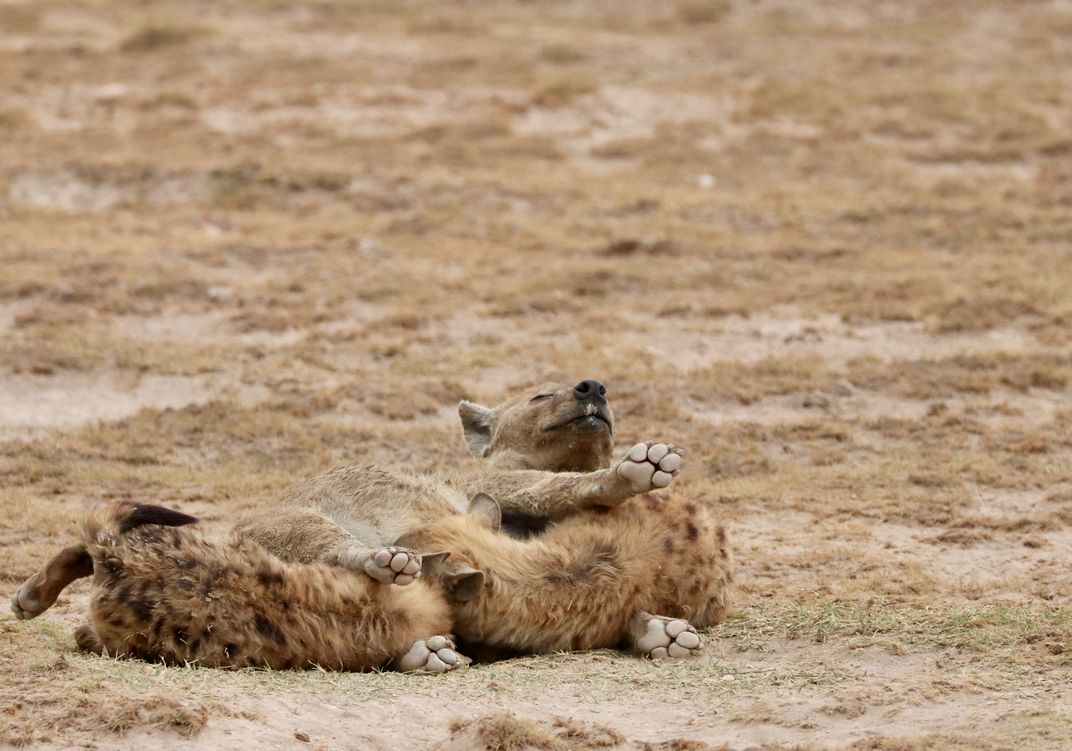 Mother hyena yawning while nursing her pups | Smithsonian Photo Contest ...