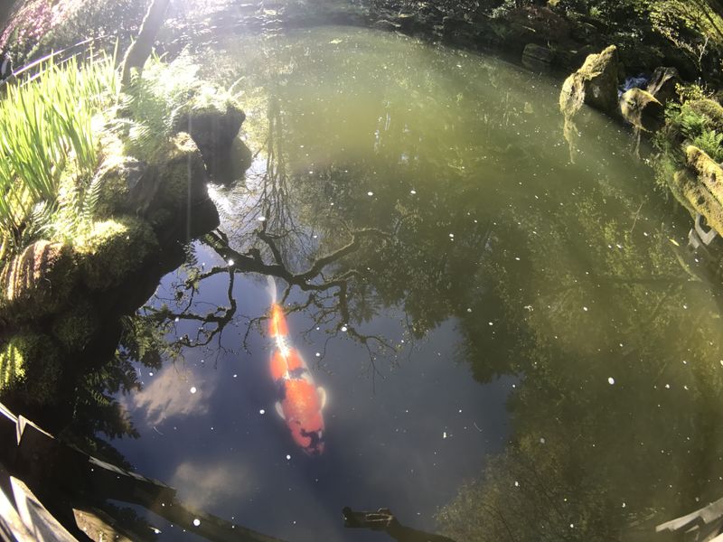 A Fish in a Tree | Smithsonian Photo Contest | Smithsonian Magazine