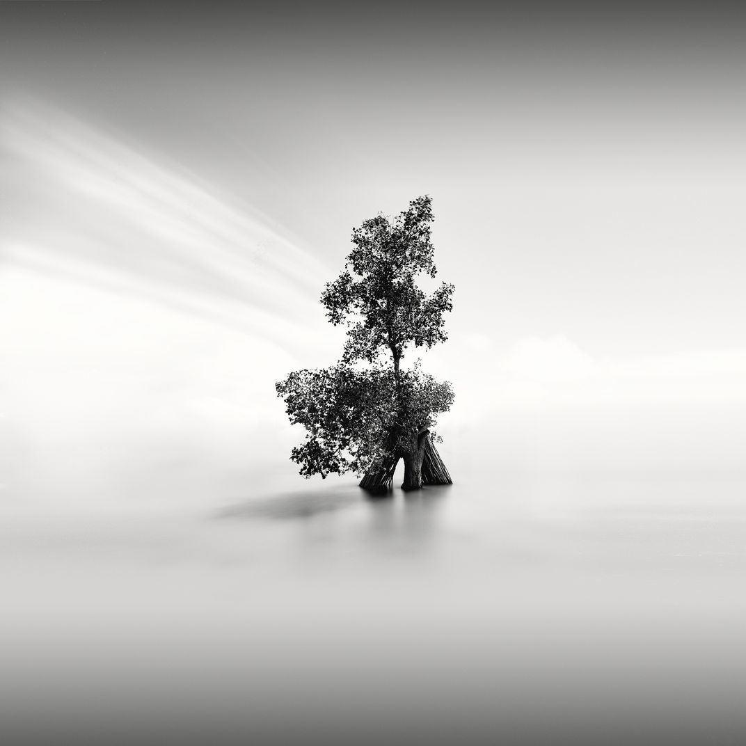 THE LONE TREE | Smithsonian Photo Contest | Smithsonian Magazine