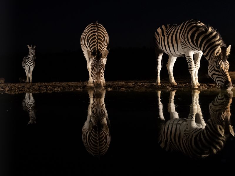 ZEBRAS ON A NIGHT DRINK | Smithsonian Photo Contest | Smithsonian Magazine